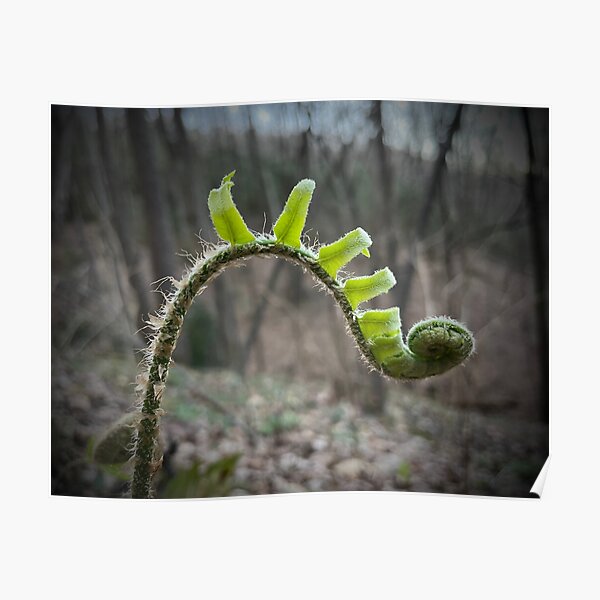 "Fern series" Poster for Sale by lpollaro | Redbubble