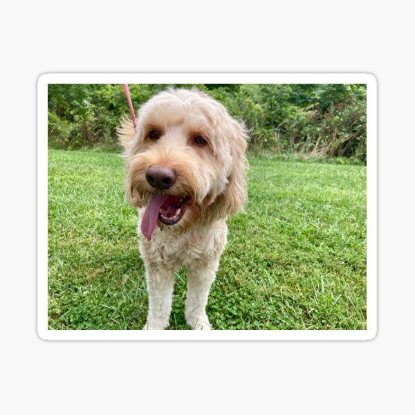 "Mini double doodle dog in the grass " Sticker for Sale by JuliVogel ...
