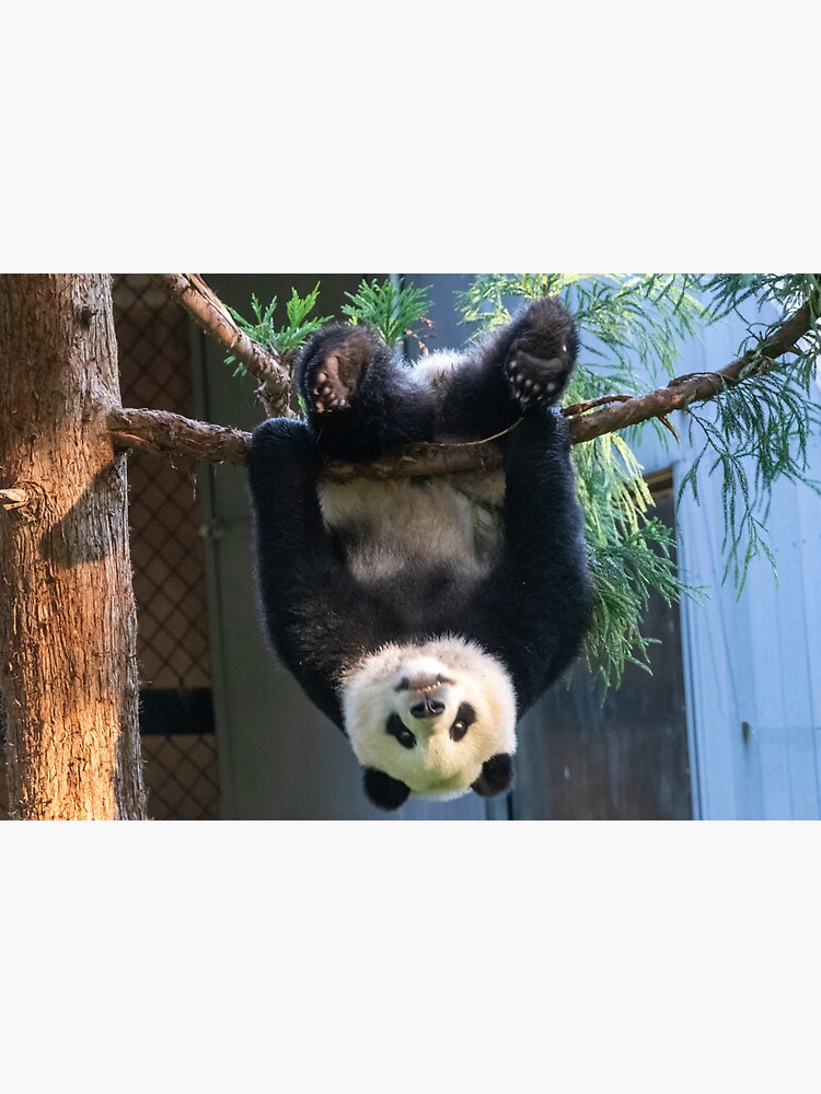 "Goofball Giant Panda Xiao Qi Ji at the National Zoo" Sticker for Sale ...