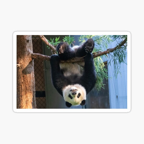 "Goofball Giant Panda Xiao Qi Ji at the National Zoo" Sticker for Sale ...