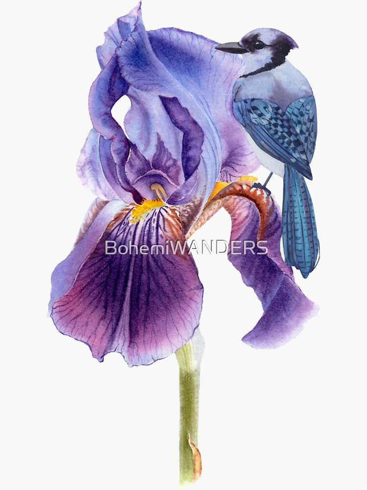 "Vintage Watercolor Blue Jay and Iris Flower" Sticker for Sale by ...