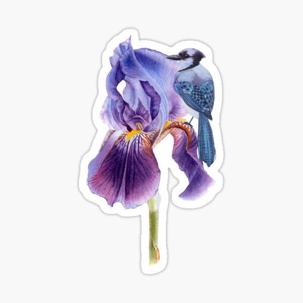 "Vintage Watercolor Blue Jay and Iris Flower" Sticker for Sale by ...