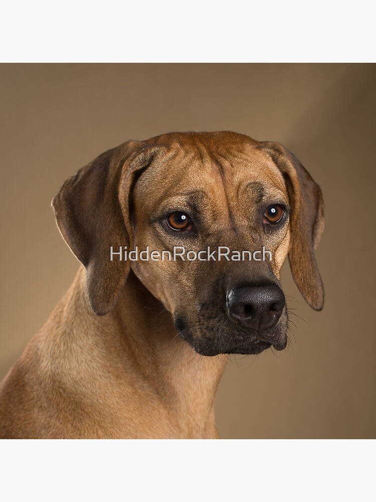 " Rhodesian Ridgeback I" Pillow for Sale by HiddenRockRanch | Redbubble