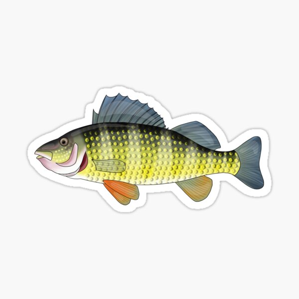 "Yellow Perch (horizontal)" Sticker for Sale by lqmaple | Redbubble