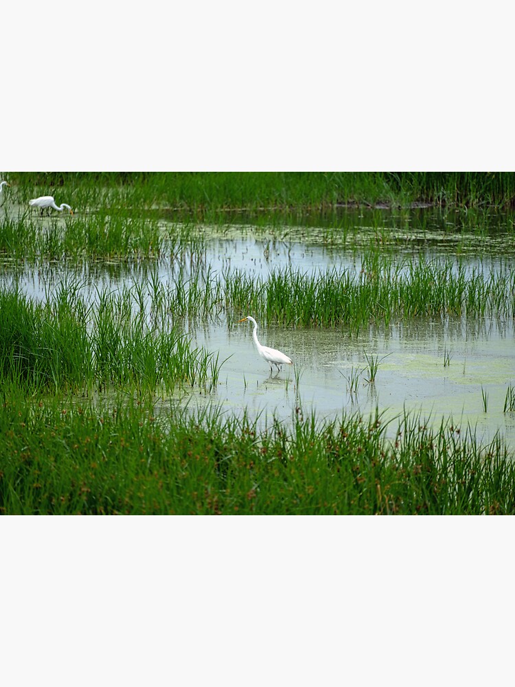 "Great Egret in Deep Green Marsh Grass" Sticker for Sale by ...