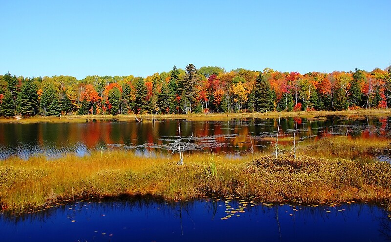 "Fall Marsh" by Debbie Oppermann | Redbubble