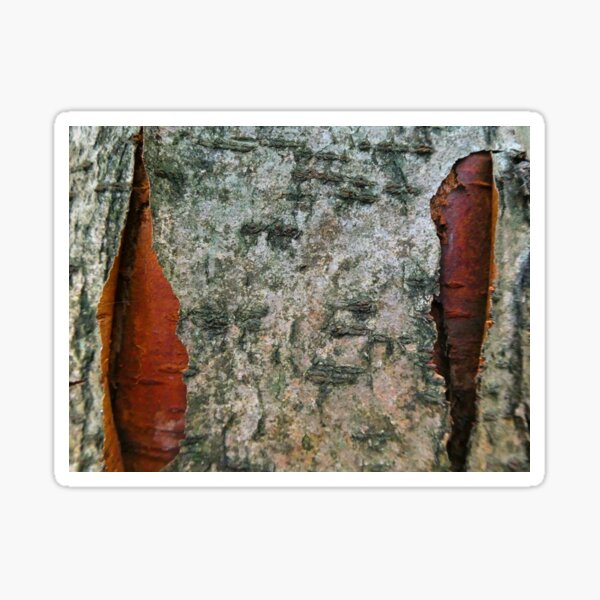 "Cracked tree bark" Sticker for Sale by AdioraStore | Redbubble
