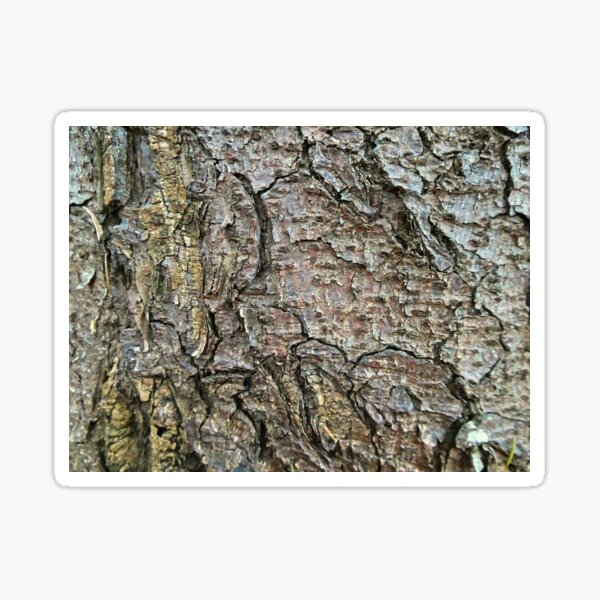 "Tree bark pattern" Sticker for Sale by AdioraStore | Redbubble