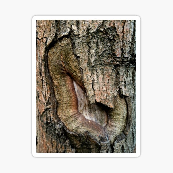 "Damage tree bark" Sticker for Sale by AdioraStore | Redbubble