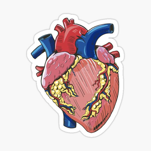 "Realistic Heart" Sticker for Sale by DerSenat | Redbubble