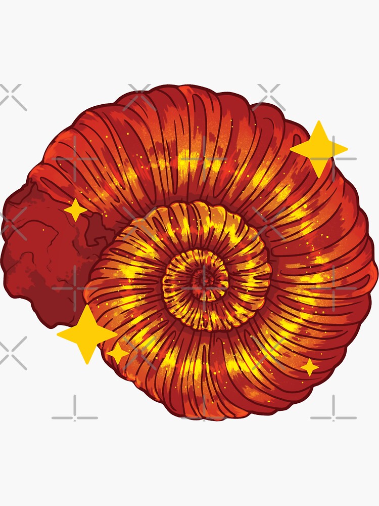 "Shiny Ammonite Fossil | Orange Red Sparkle | Paleo Prehistory History ...