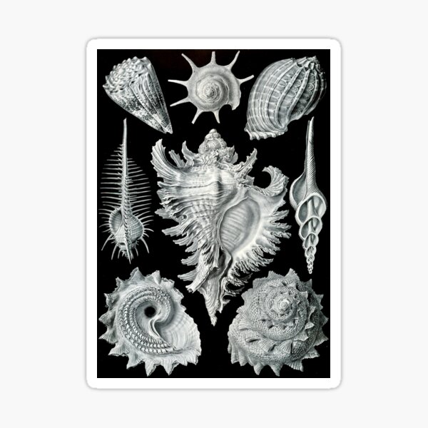 "Sea Shells, Prosobranchia, Gastropods, Ernst Haeckel, Lithograph ...
