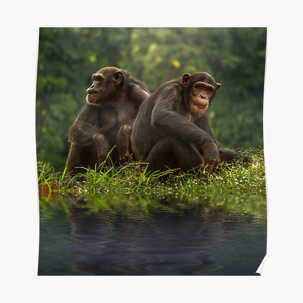 Chimpanzees Posters | Redbubble