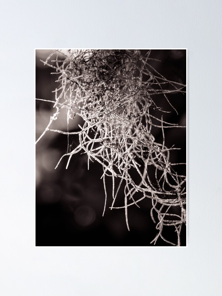 "Nature Abstract Black and White" Poster by andreaanderegg | Redbubble