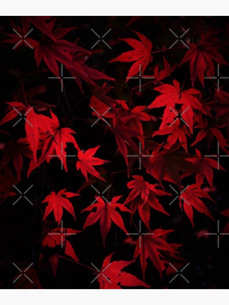 "Red maple leaf art" Poster for Sale by TaylorsGallery | Redbubble