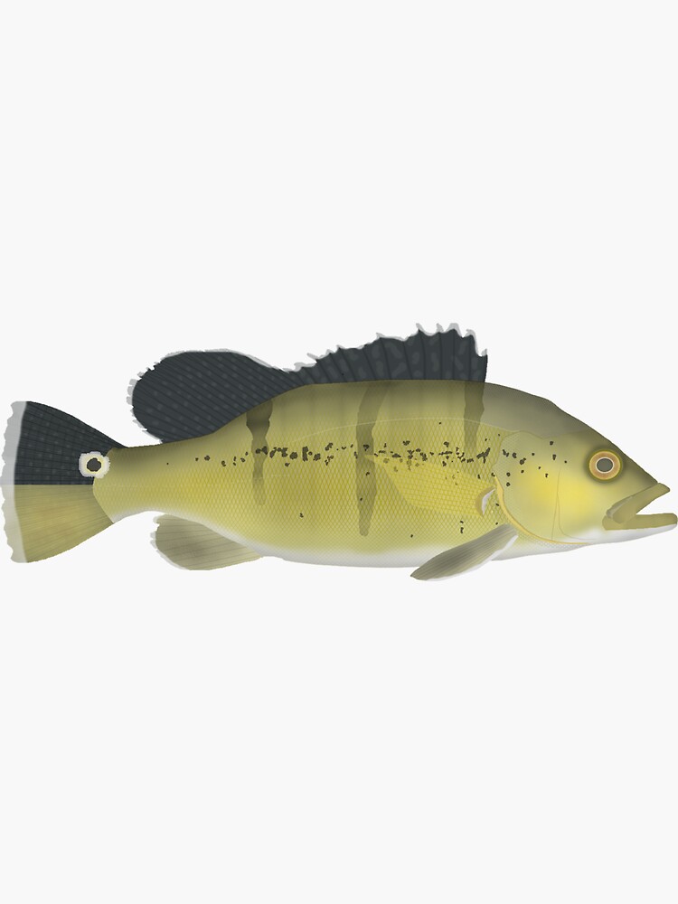 "Xingu Peacock Bass" Sticker for Sale by fishfolkart | Redbubble