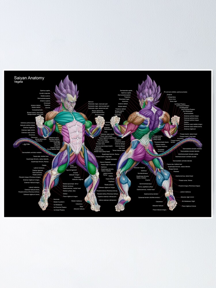 "Saiyan Anatomy - Vegeta - F/B - Colors - Bbg" Poster for Sale by ...