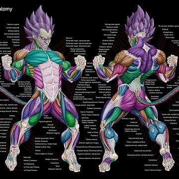 "Saiyan Anatomy - Vegeta - F/B - Colors - Bbg" Poster for Sale by ...