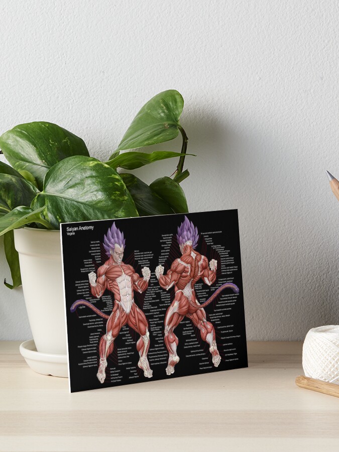 "Saiyan Anatomy - Vegeta - F/B - Red - Bbg" Art Board Print for Sale by ...