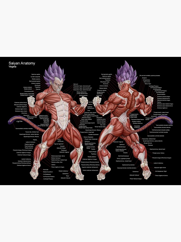 "Saiyan Anatomy - Vegeta - F/B - Red - Bbg" Poster for Sale by jayzidon ...
