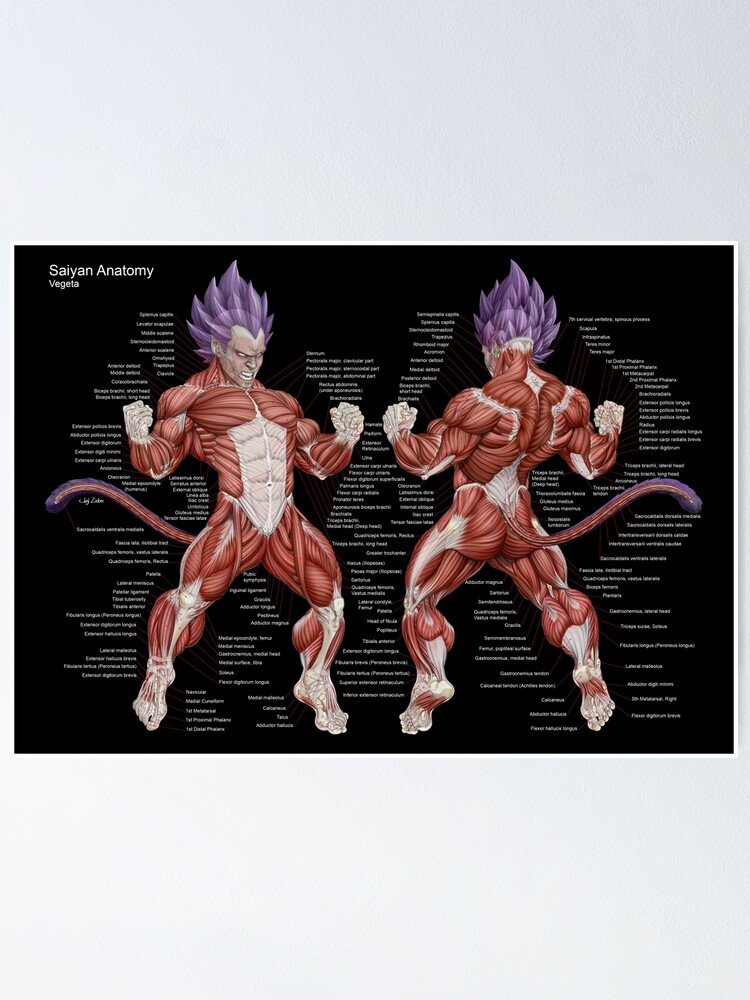 "Saiyan Anatomy - Vegeta - F/B - Red - Bbg" Poster for Sale by jayzidon ...