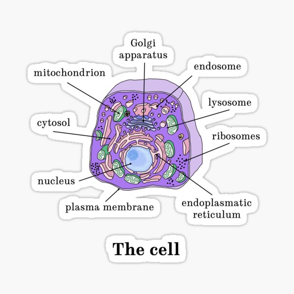 "Aesthetic cell drawing " Sticker for Sale by Lulai | Redbubble
