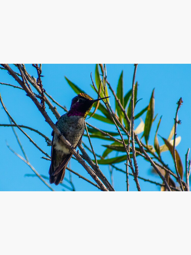 "Hummingbird's Rest" Sticker for Sale by honeybadgerxj | Redbubble