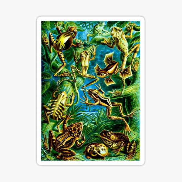"Vintage Frogs, Art by Ernst Haeckel, Lithography " Sticker for Sale by ...