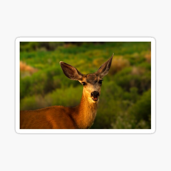 "One Happy Doe" Sticker for Sale by cycleofmichael | Redbubble