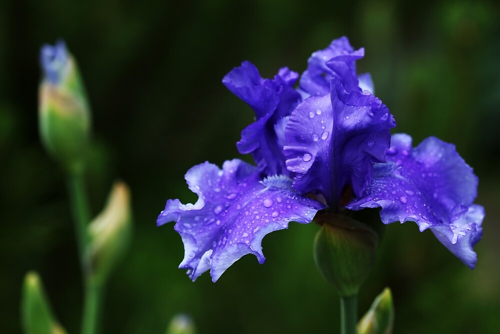 "Purple Rain" by Debbie Oppermann | Redbubble