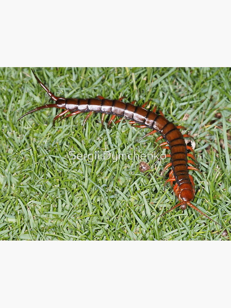 "Hawaiian centipede" Sticker for Sale by sdymchenko | Redbubble