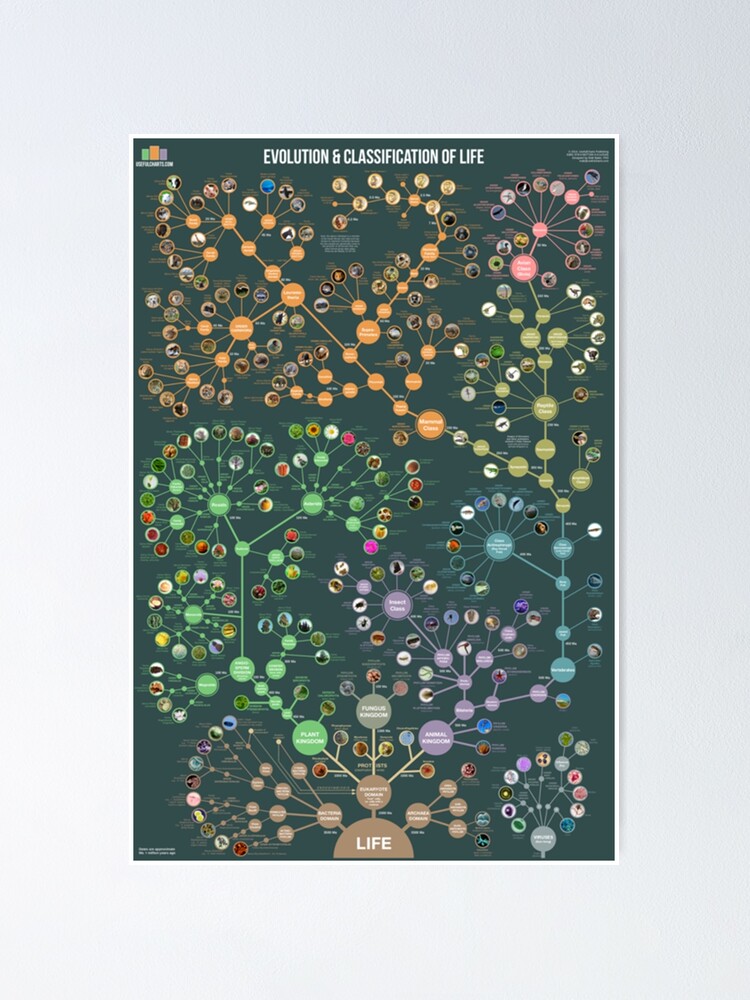 "Evolution & Classification Of Life Poster" Poster for Sale by ...