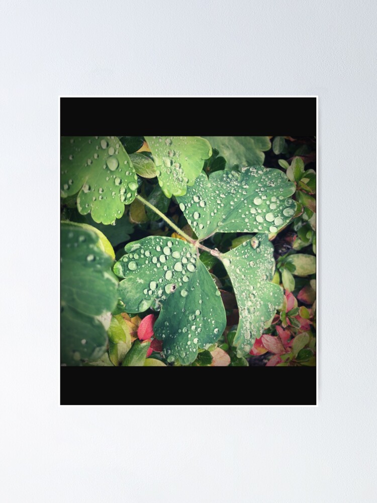 "Fall dew on garden plant " Poster for Sale by MODERNCURTAINS | Redbubble
