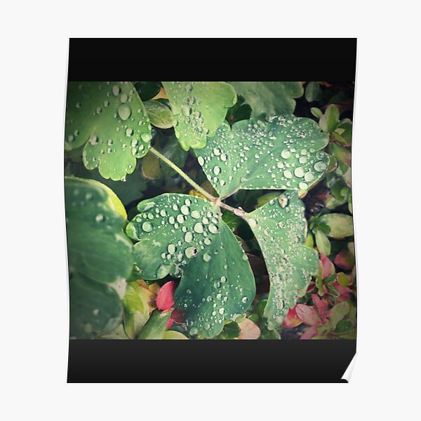 "Fall dew on garden plant " Poster for Sale by MODERNCURTAINS | Redbubble