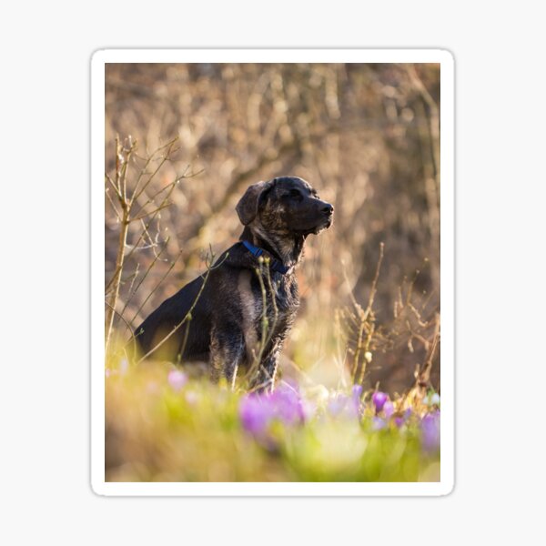 "Cute puppy dog enjoying the sun" Sticker for Sale by Nixigraphy ...