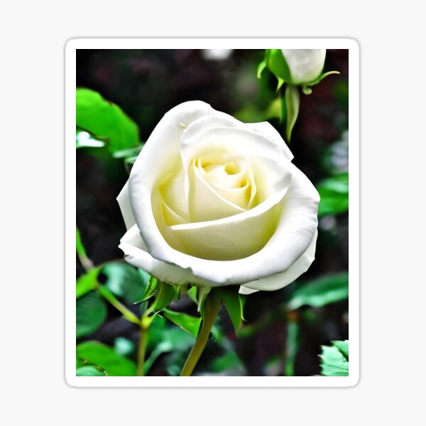 "Beautiful white rose flower artwork" Sticker for Sale by ...