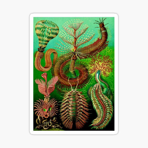"Vintage Creepy Crawlers, Art by Ernst Haeckel, Colorful Lithograph ...