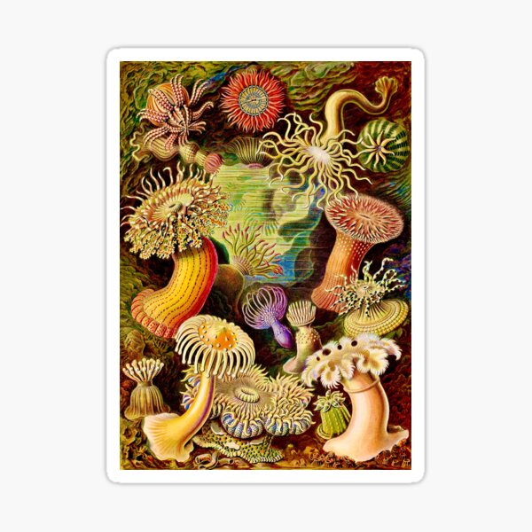 "Vintage Sea Anemones, Art by Ernst Haeckel, Colorful Lithograph ...