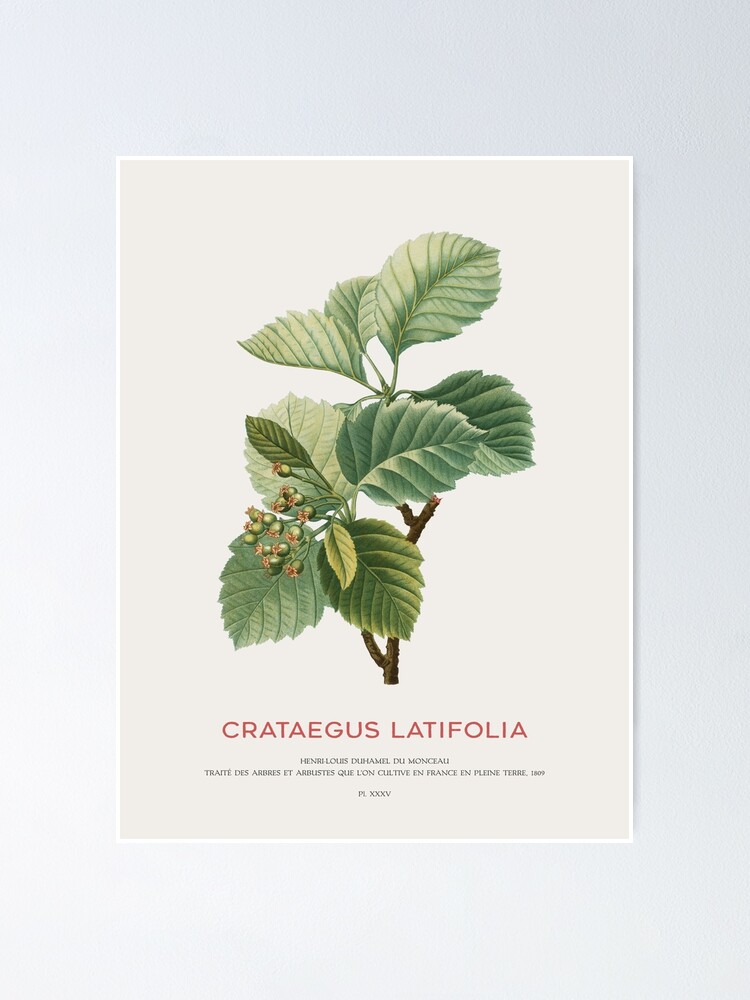 "Broad-leaved whitebeam or Crataegus Latifolia" Poster for Sale by ...