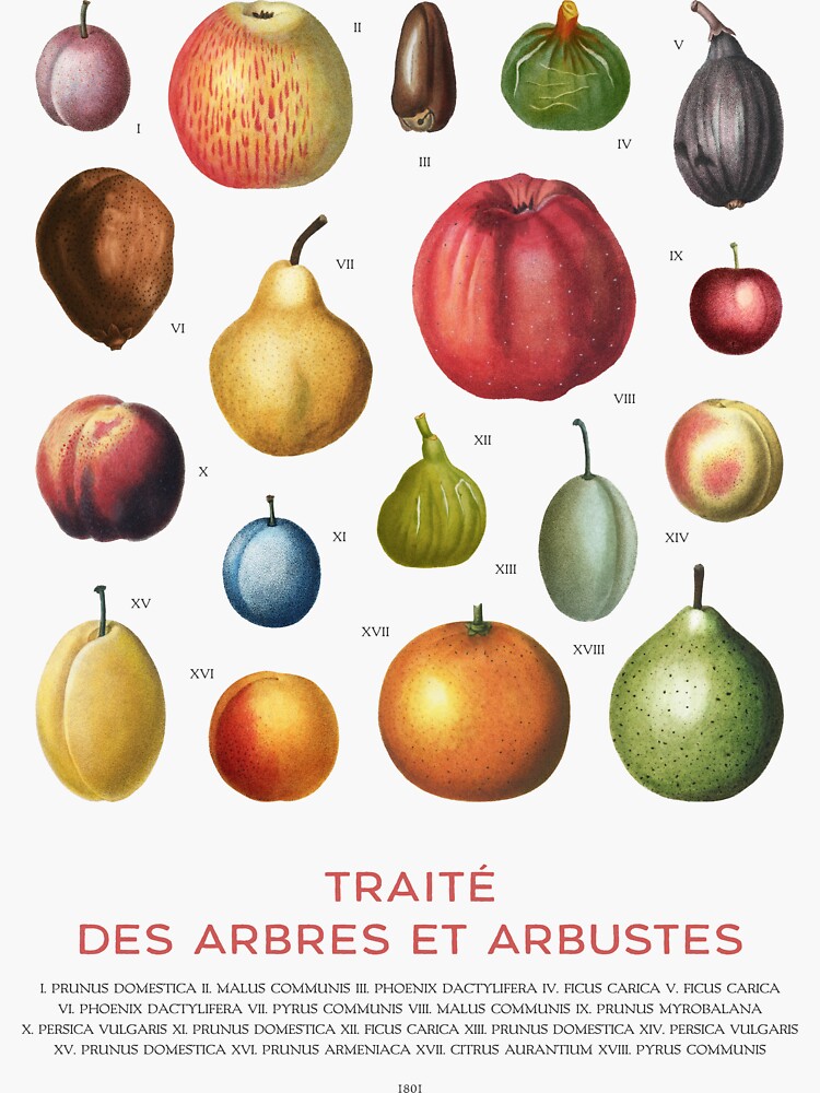 "Fruit chart" Sticker for Sale by Vintagrafica | Redbubble