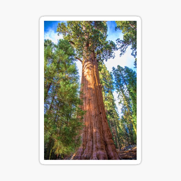 "USA. California. Sequoia National Park. General Sherman Tree." Sticker ...