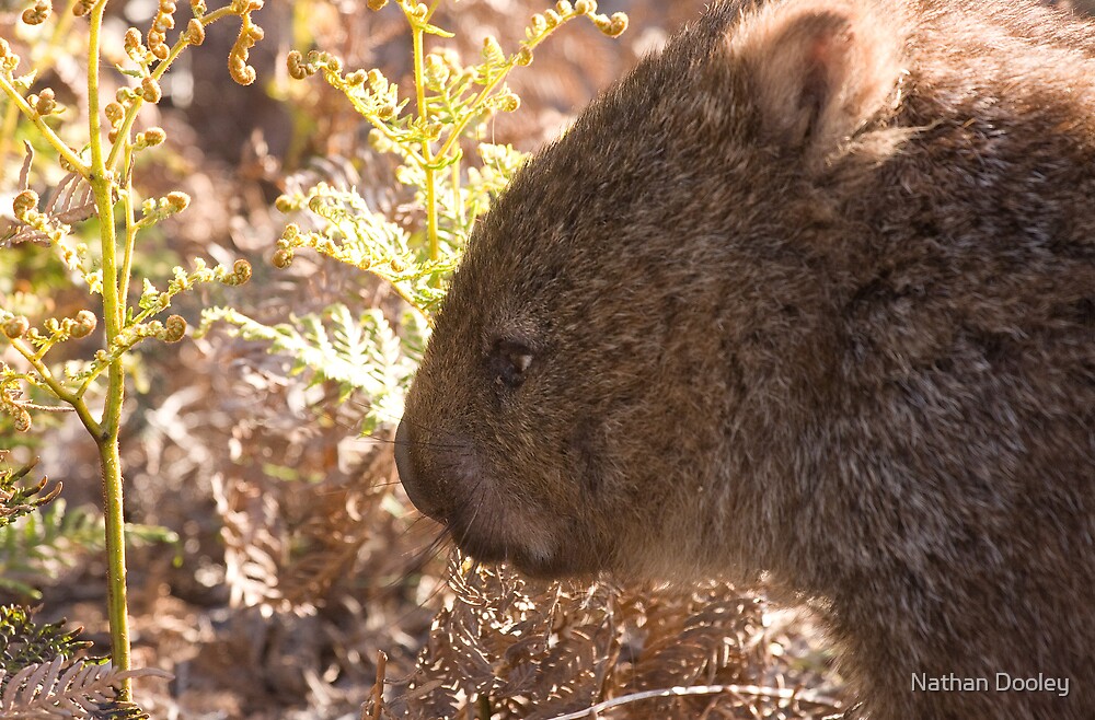 "Wombi" by Nathan Dooley | Redbubble