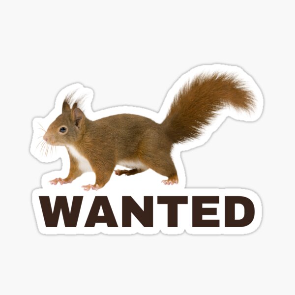 "Wanted Squirrel" Sticker for Sale by boomantique | Redbubble