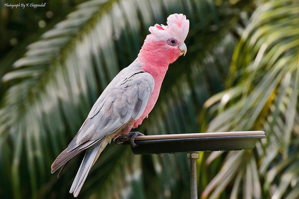 "Pink Galah 0711" by kevin Chippindall | Redbubble