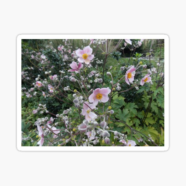 "pink country flowers" Sticker for Sale by Nichole1k | Redbubble