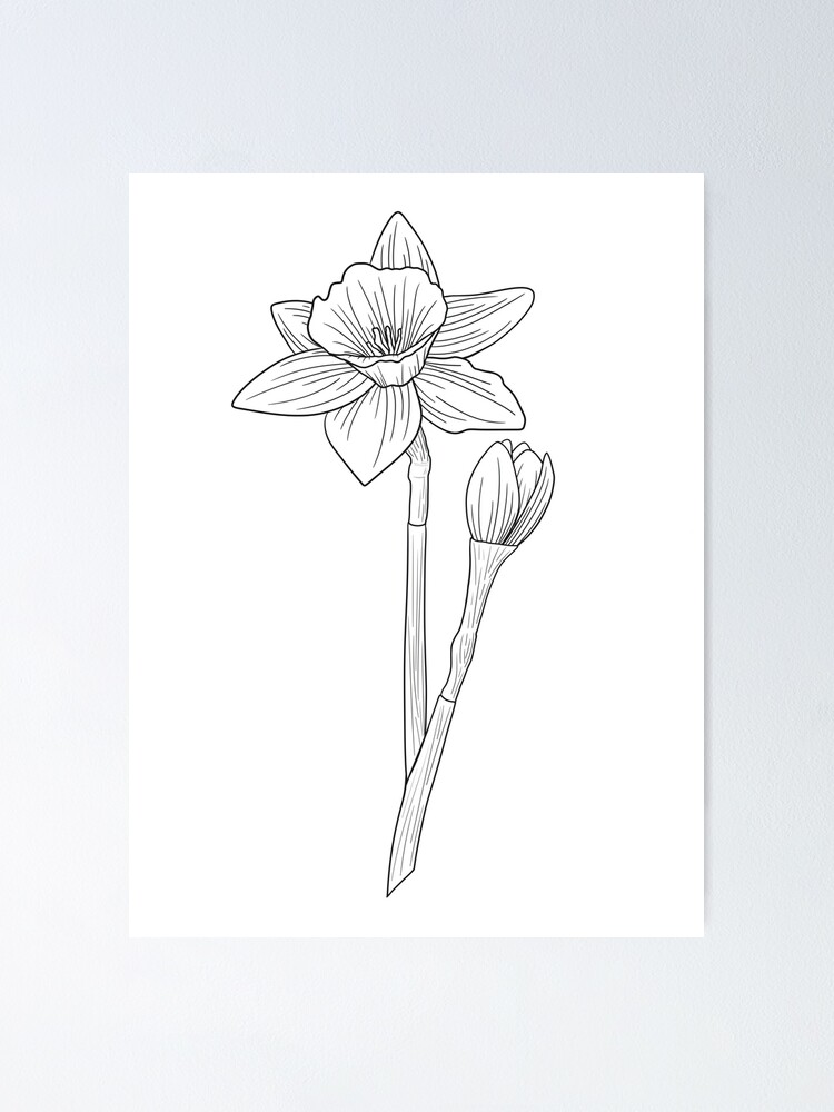 "Daffodil Fine Line Drawing" Poster for Sale by BluebellPainter | Redbubble