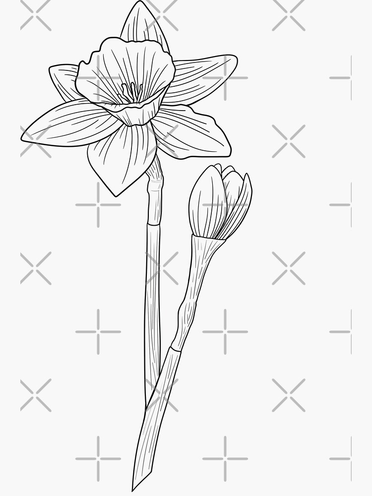 "Daffodil Fine Line Drawing" Sticker for Sale by BluebellPainter ...
