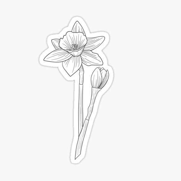 "Daffodil Fine Line Drawing" Sticker for Sale by BluebellPainter ...