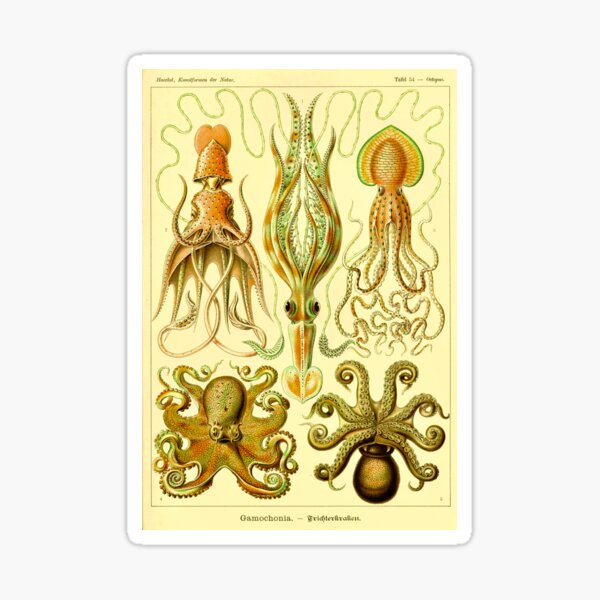 "Vintage Octopus Art, by Ernst Haeckel, Colorful Lithograph" Sticker ...