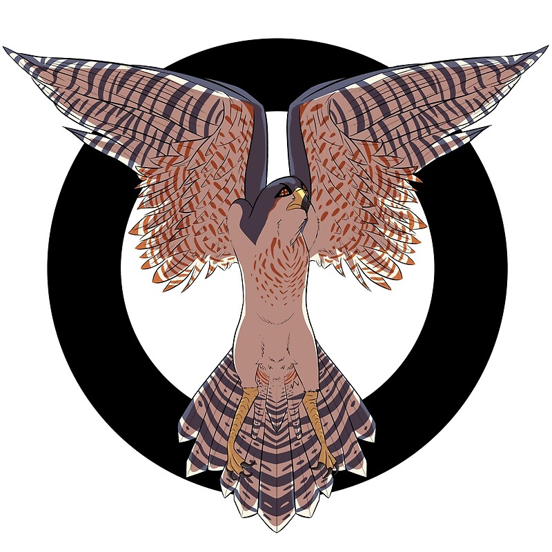 "Hawk Circle" by EllisonMurphy | Redbubble